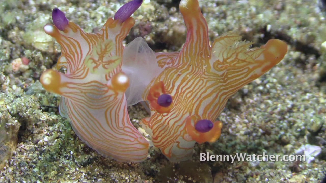 Happy Sea Slug Day 2016! from BlennyWatcher.com - YouTube