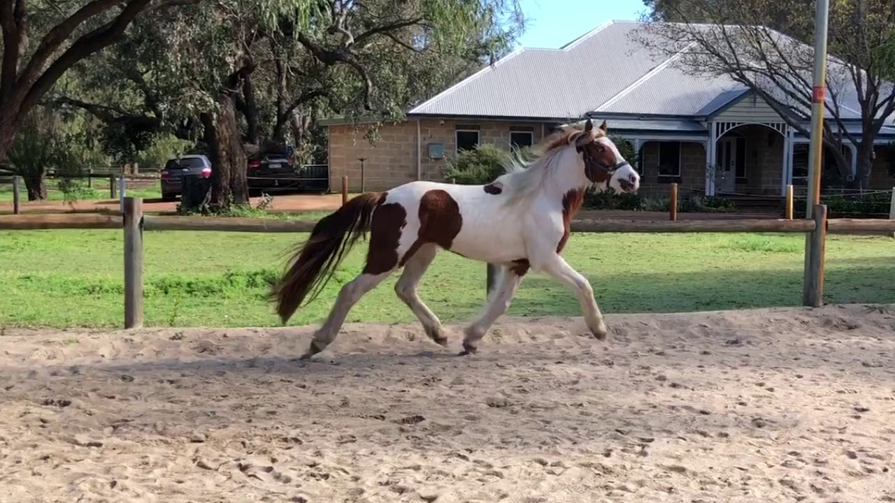 Adorable Gypsy Cob/ Warmblood cross with lovely movement - YouTube