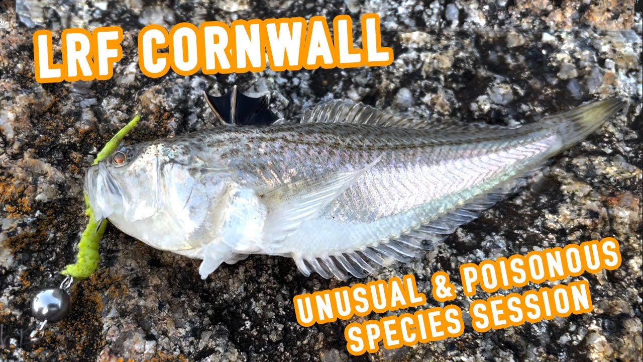 Poisonous Fish & Flatties! LRF Fishing in Cornwall - YouTube