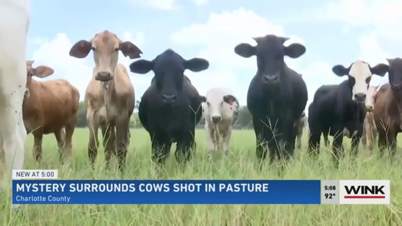 5 cows killed in drive-by shooting on Port Charlotte farm - YouTube