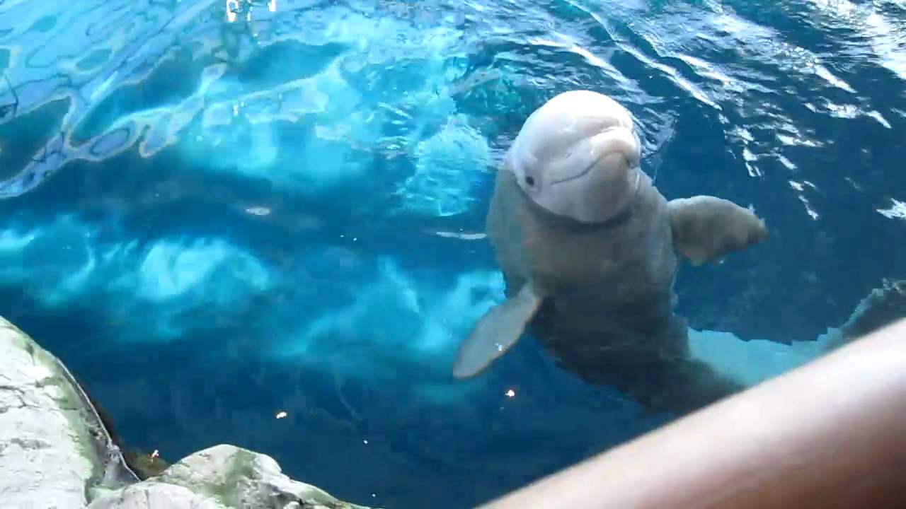 baby beluga - YouTube