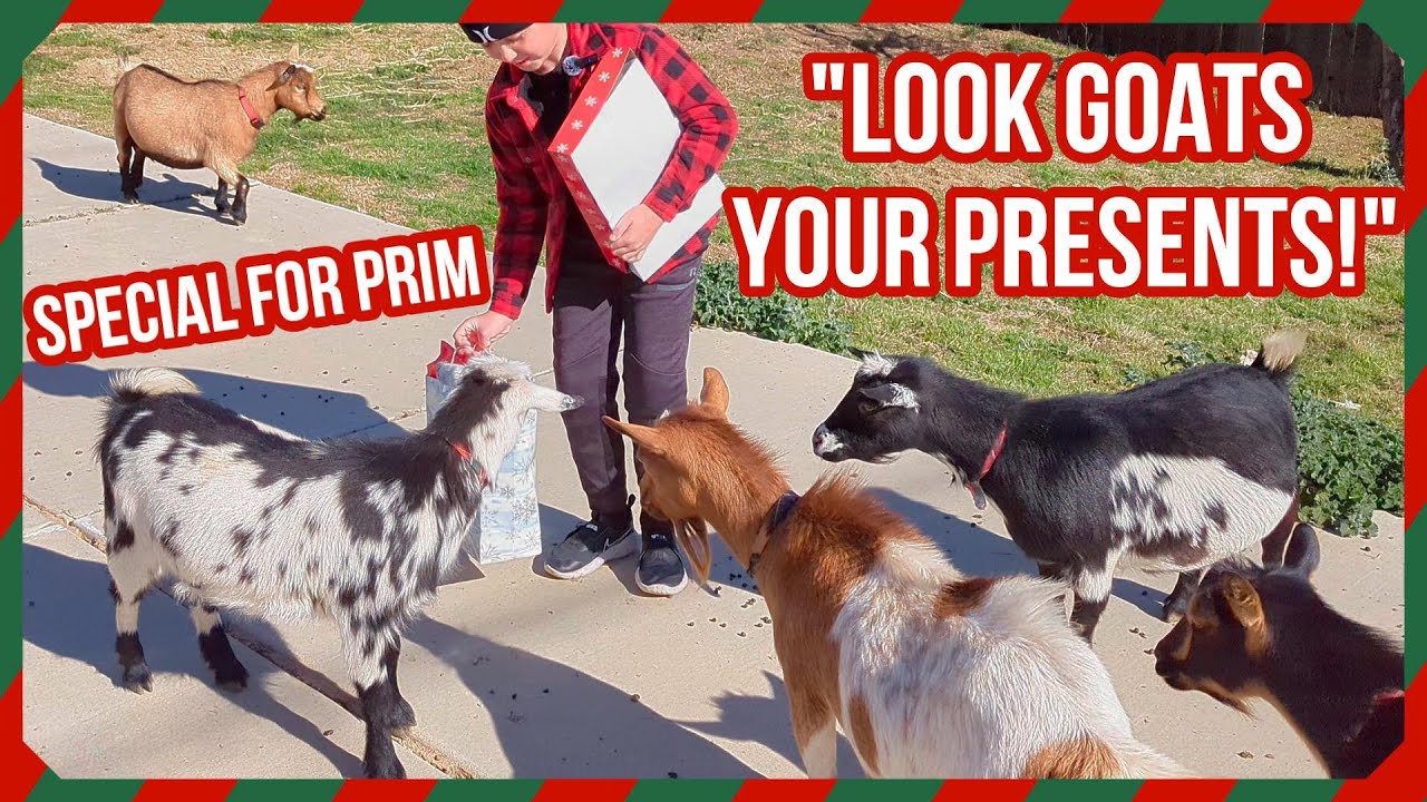 DAIRY GOATS getting their GOODIES! A SPECIAL TREAT FOR PRIM!!! - YouTube