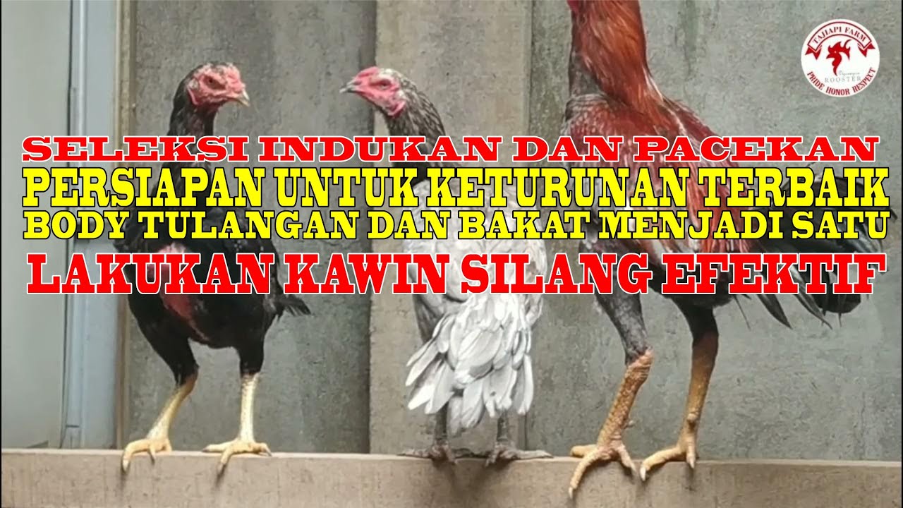 BREEDING AYAM SECARA FOKUS AGAR MEMPEROLEH PADUAN GENETIK BAGUS - YouTube