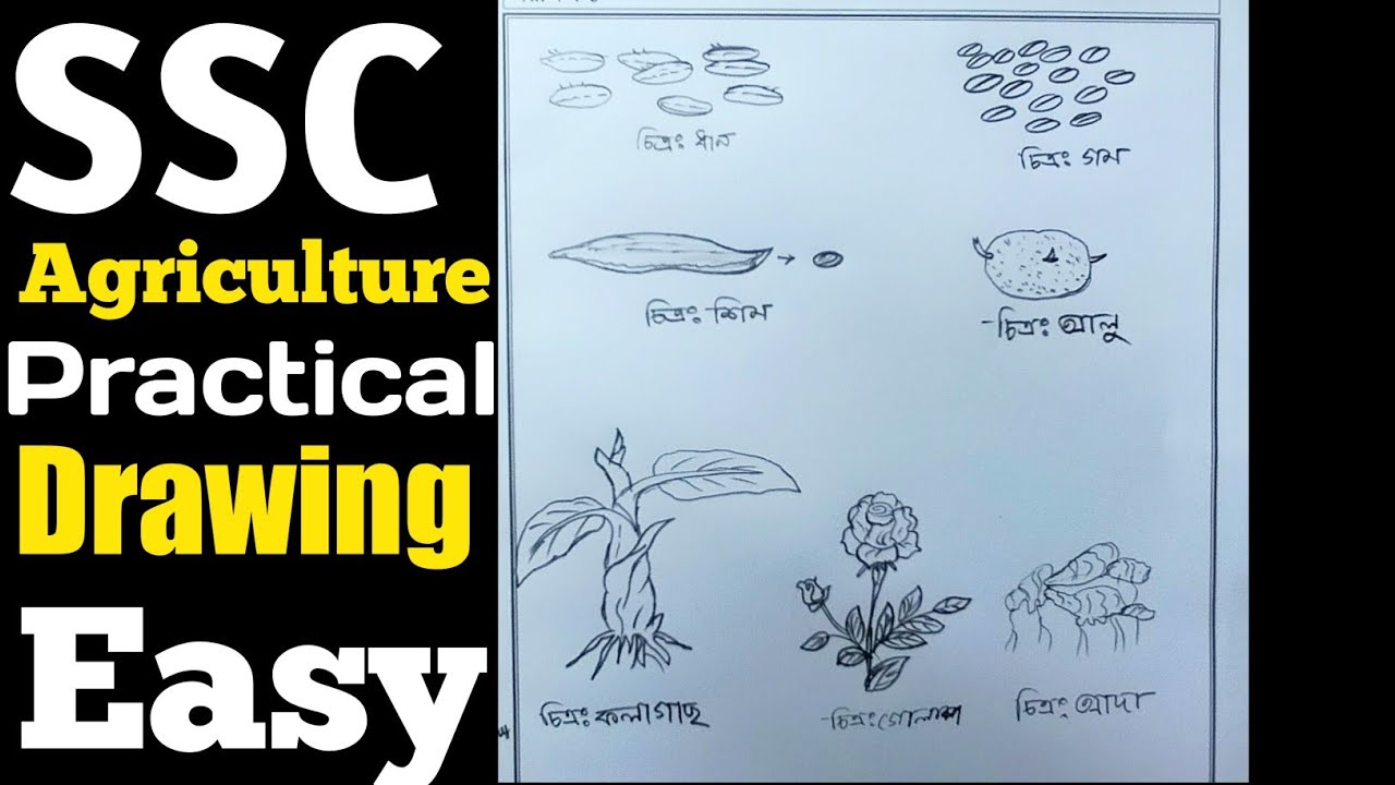 Ssc agriculture practical sketch drawing | কৃষি শিক্ষা ব্যবহারিক চিত্র ...