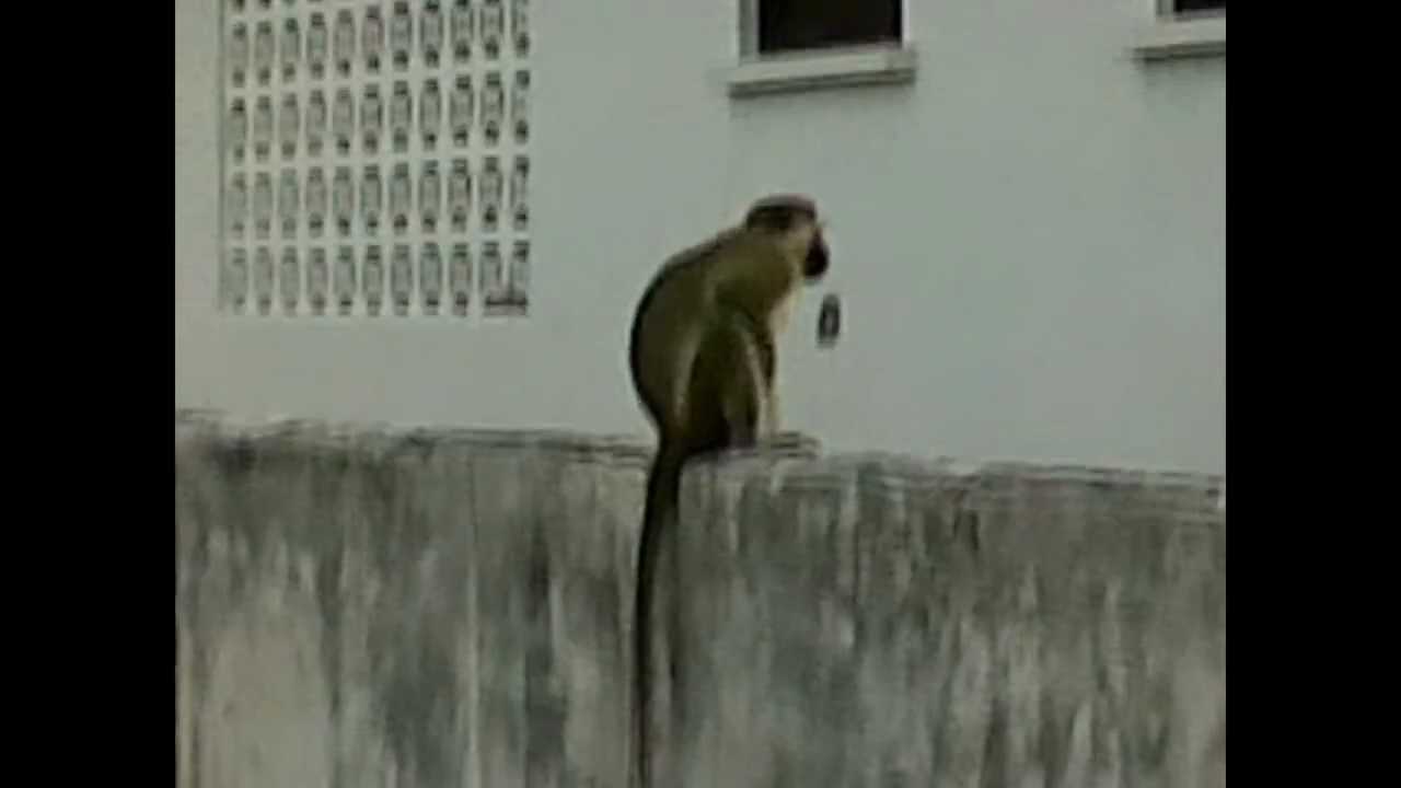 masturbating monkey - YouTube