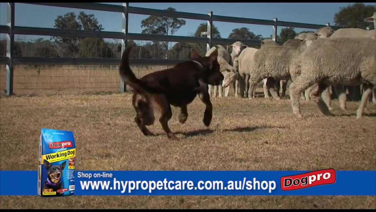 DOGPRO WORKING DOG PLUS 15 SEC TV COMMERCIAL - YouTube