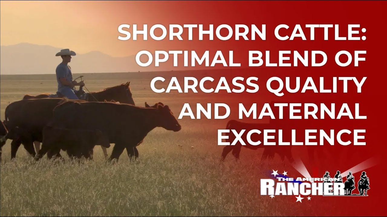 Shorthorn Cattle: Optimal Blend of Carcass Quality and Maternal ...