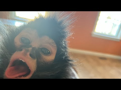 Where Does Keke The Spider Monkey Live