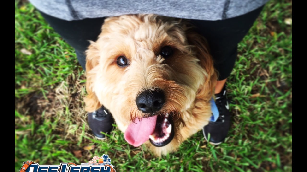 1YR OLD MINI GOLDENDOODLE, 'MAVERICK', 2 WEEK BOARD AND TRAIN PROGRAM ...