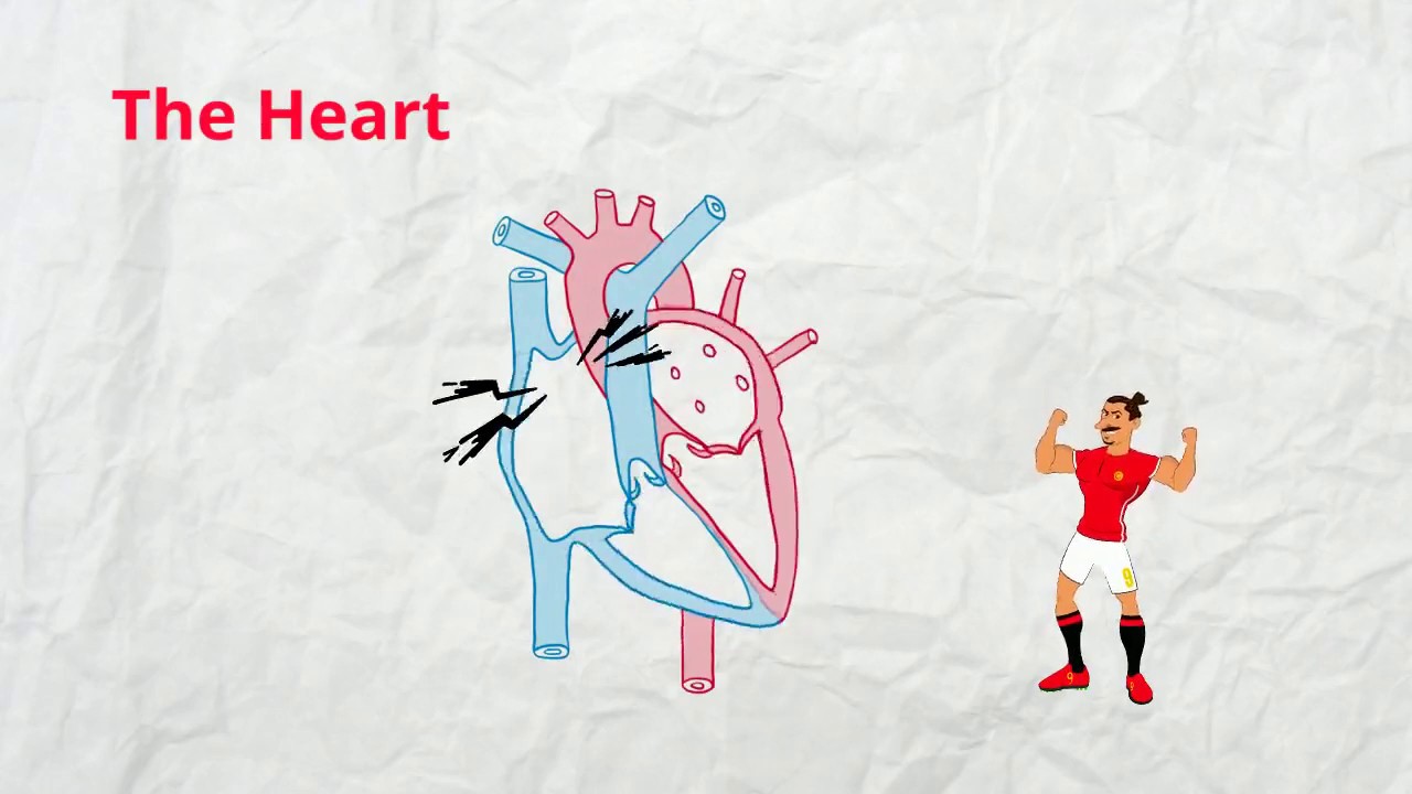 Atrial Fibrillation Explained - YouTube