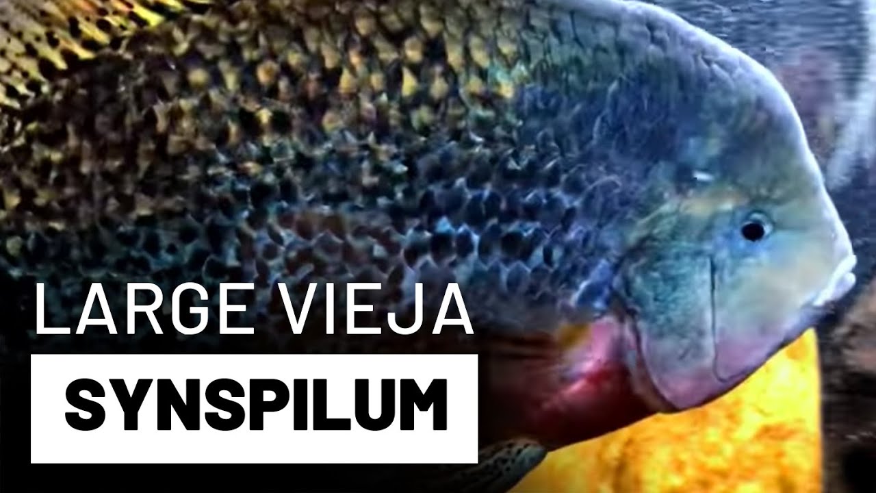 Large Vieja Synspilum Cichlid in 125 Gallon Tank - YouTube