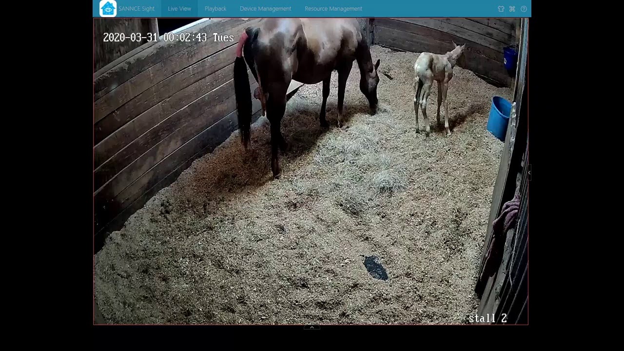 Foal Watch Chix Foaling - YouTube