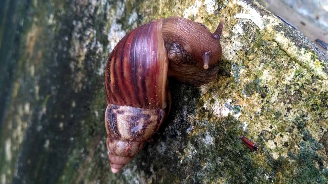 Super Snail crawling up into a wall | Full HD - YouTube