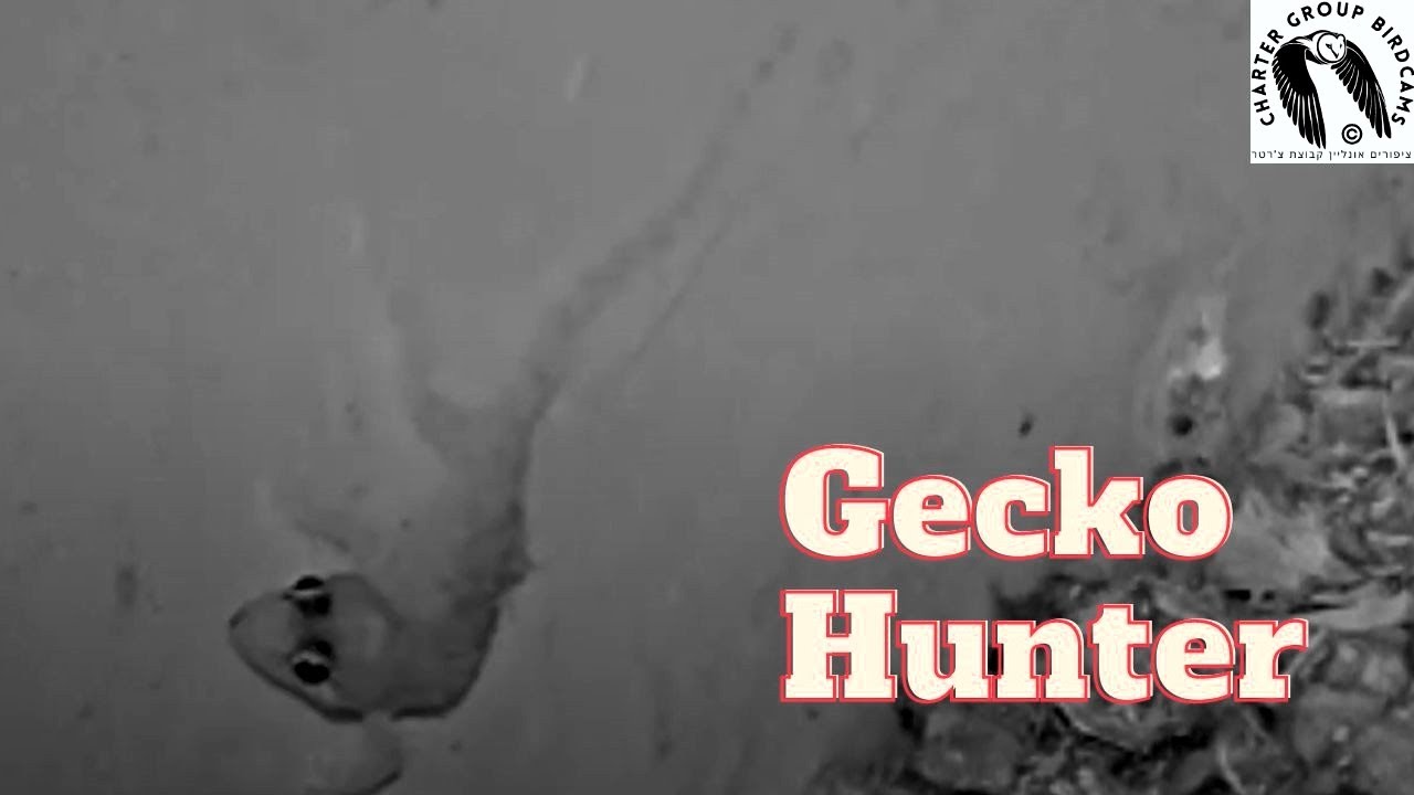 Gecko hunts and captures battle inside owl nest box - YouTube