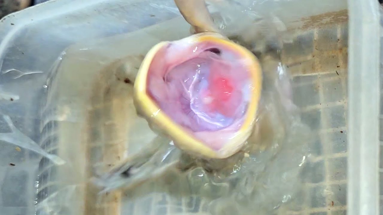 This frog is very fast, it can launch out of the water to hunt prey ...