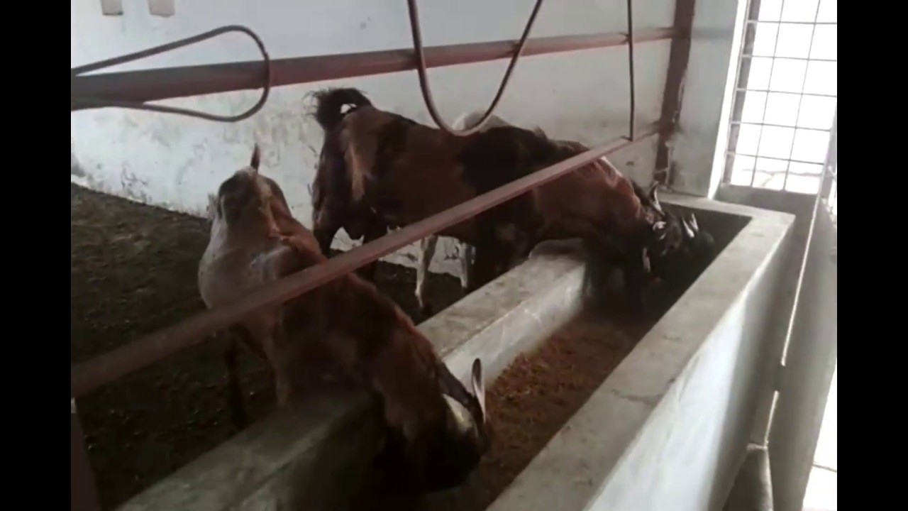 Goat farming * Shiroi Male Goat # AAja Goat Farm $ - YouTube