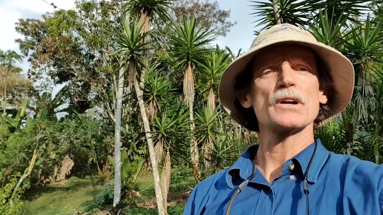 Secrets of Costa Rica: Flor de Itabo recipe - YouTube