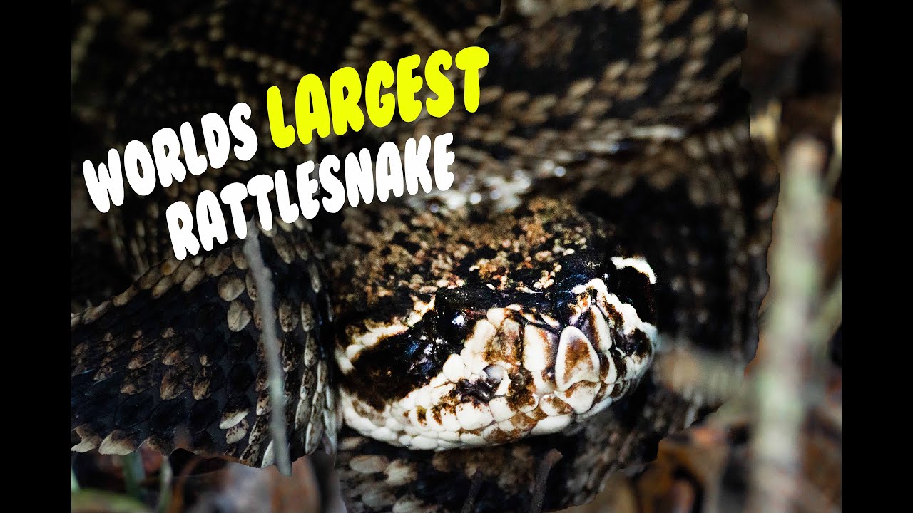 Filming the WORLDS LARGEST RATTLESNAKE - The Eastern Diamondback ...