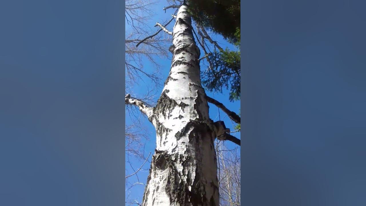 в этой березе сока нет(#short#сок#береза - YouTube