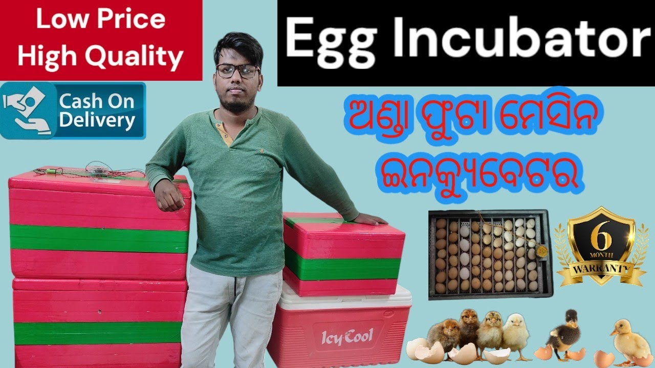 ଅଣ୍ଡା ଫୁଟା ମେସିନ / ଇନକ୍ୟୁବେଟର || Egg Incubator || COD - YouTube
