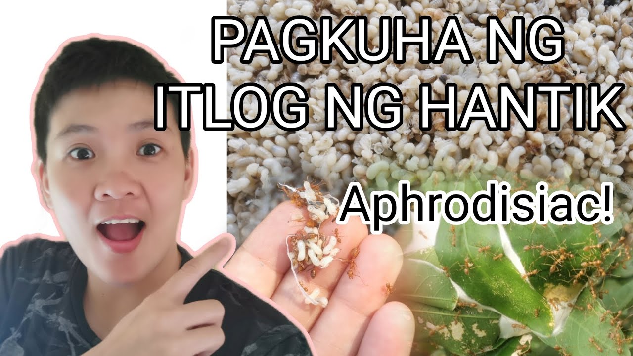 PAANO KUMUHA NG ITLOG NG HANTIK O ABUOS? | PAANO LUTUIN ANG ABUOS ...