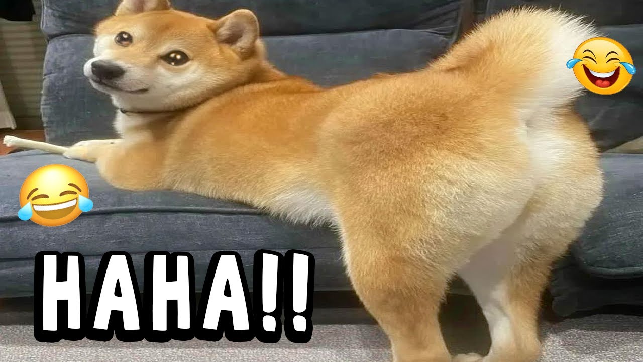WHY ARE DOGS LIKE THIS 😭🐶 – FUNNY DOG COMPILATION 2026 | #8 - YouTube