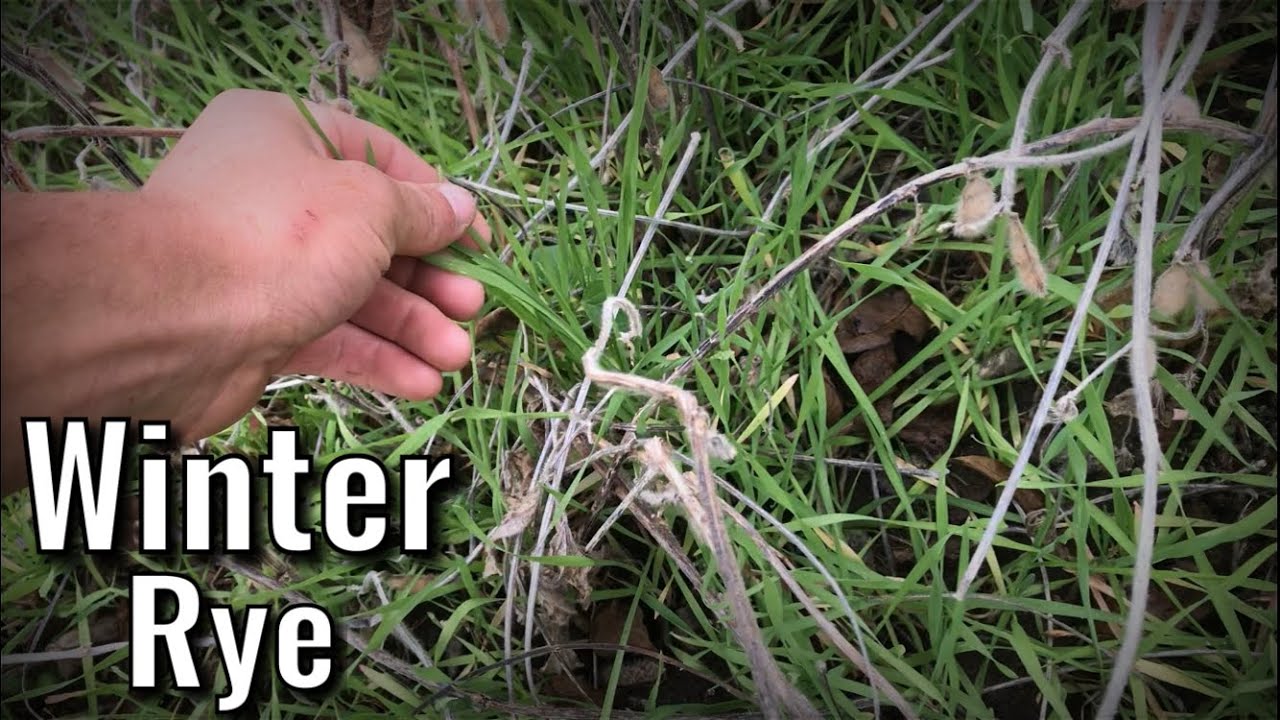 Seeding Winter Rye into standing Soybean Food Plots - YouTube