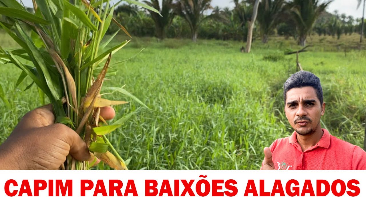 Capins para baixões alagados - Canarana e Tangola - Veja como estão ...