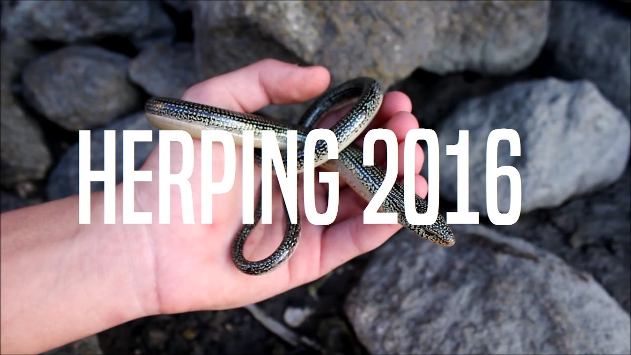 Herping 2016 Recap! - YouTube