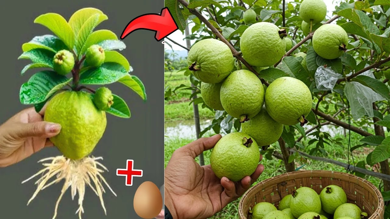 🔴LIVE: 🌿Guava Planting 101: How to Grow Guava from a Guava Fruit - YouTube