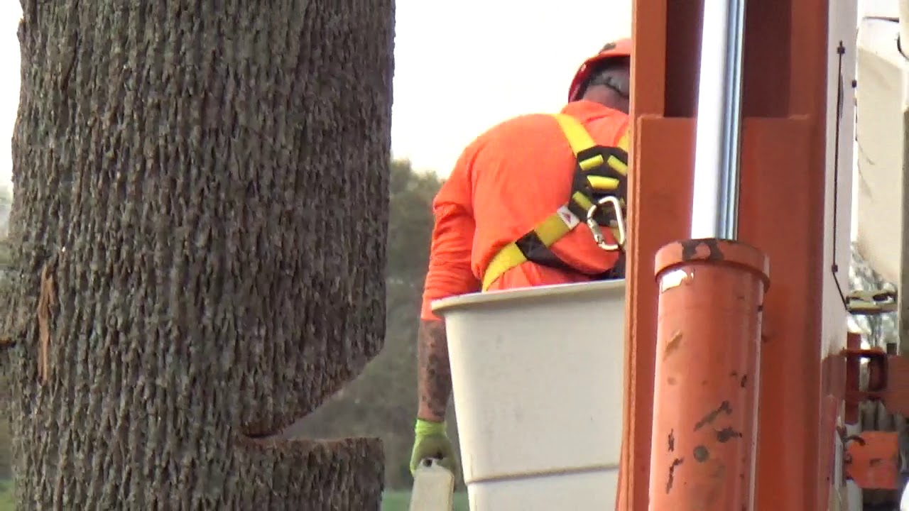 Hard Knot Tree Service MAH00149 - YouTube