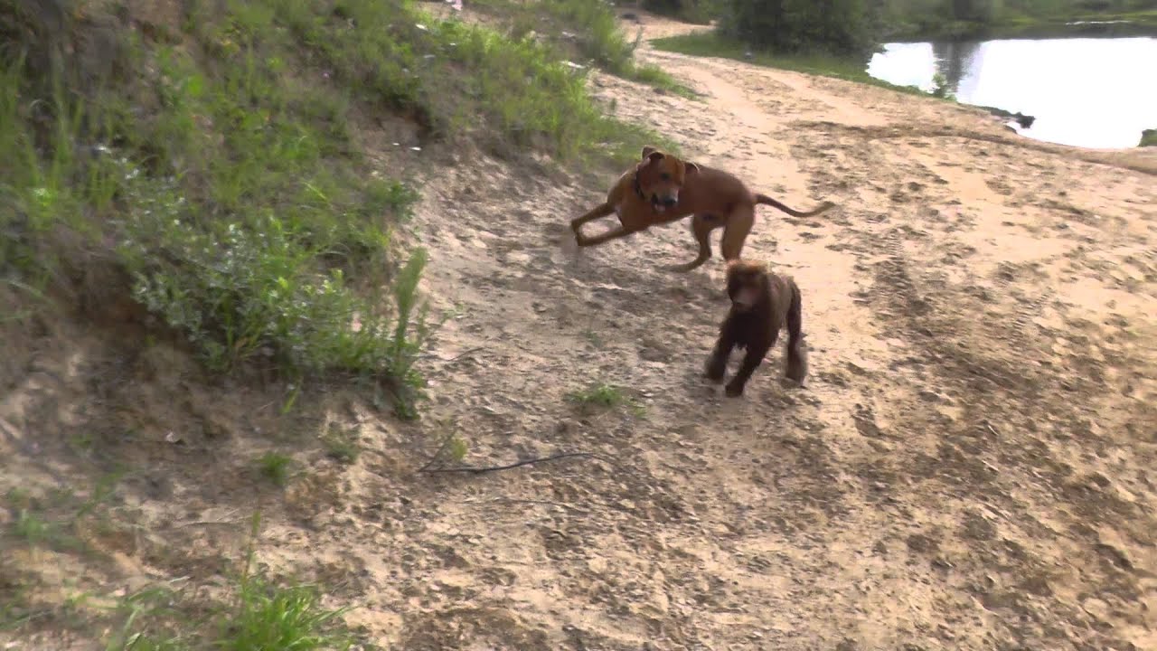 Rhodesian ridgeback and medium poodle - YouTube