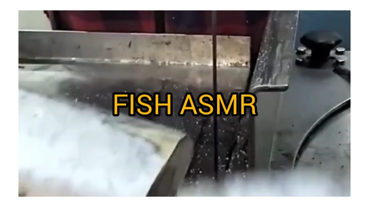 FISH ASMR - YouTube