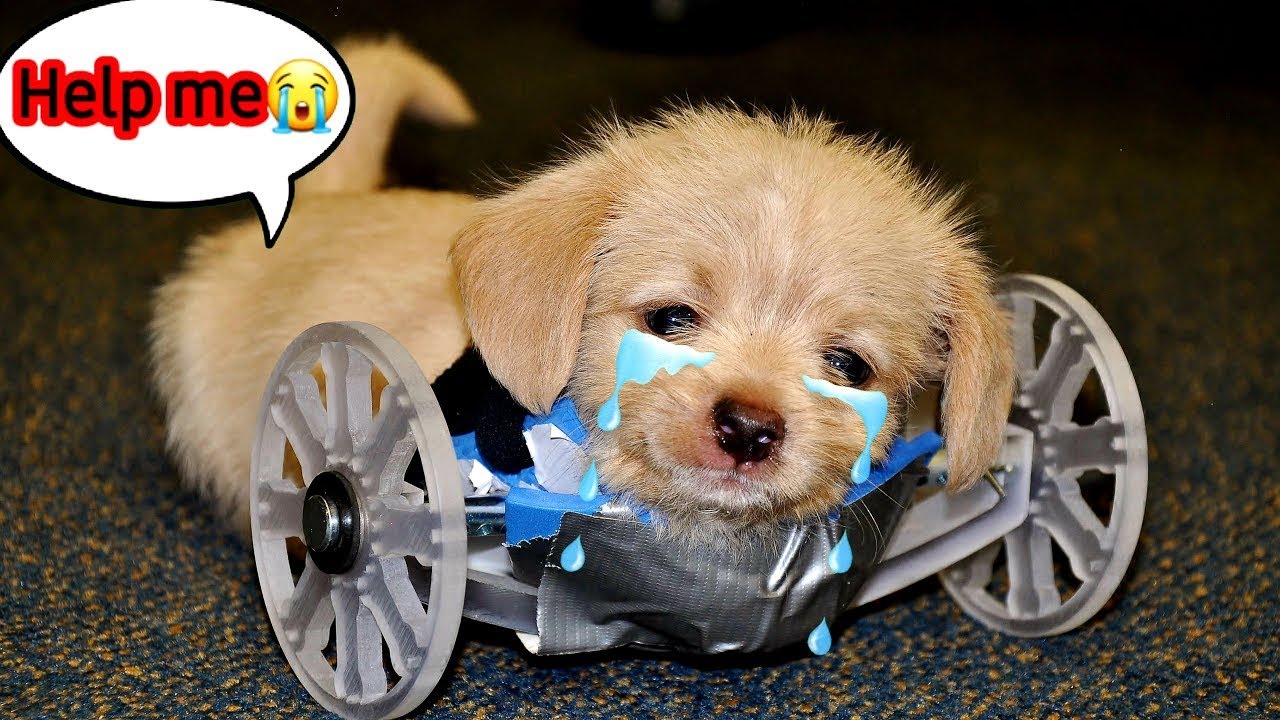 A story of a legless dog. For which cried the whole world - YouTube