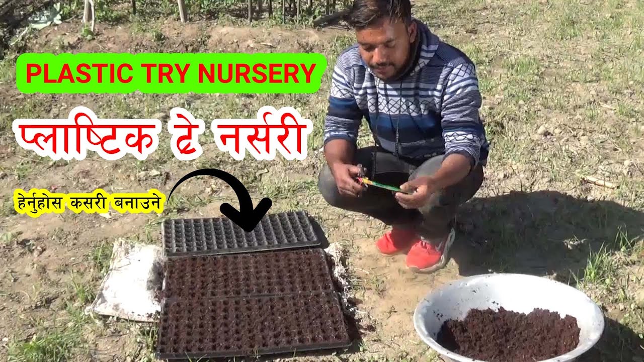 Plastic try Nursery/ प्लास्टिक ट्रे नर्सरी / khemraj sunar/Binod oli ...