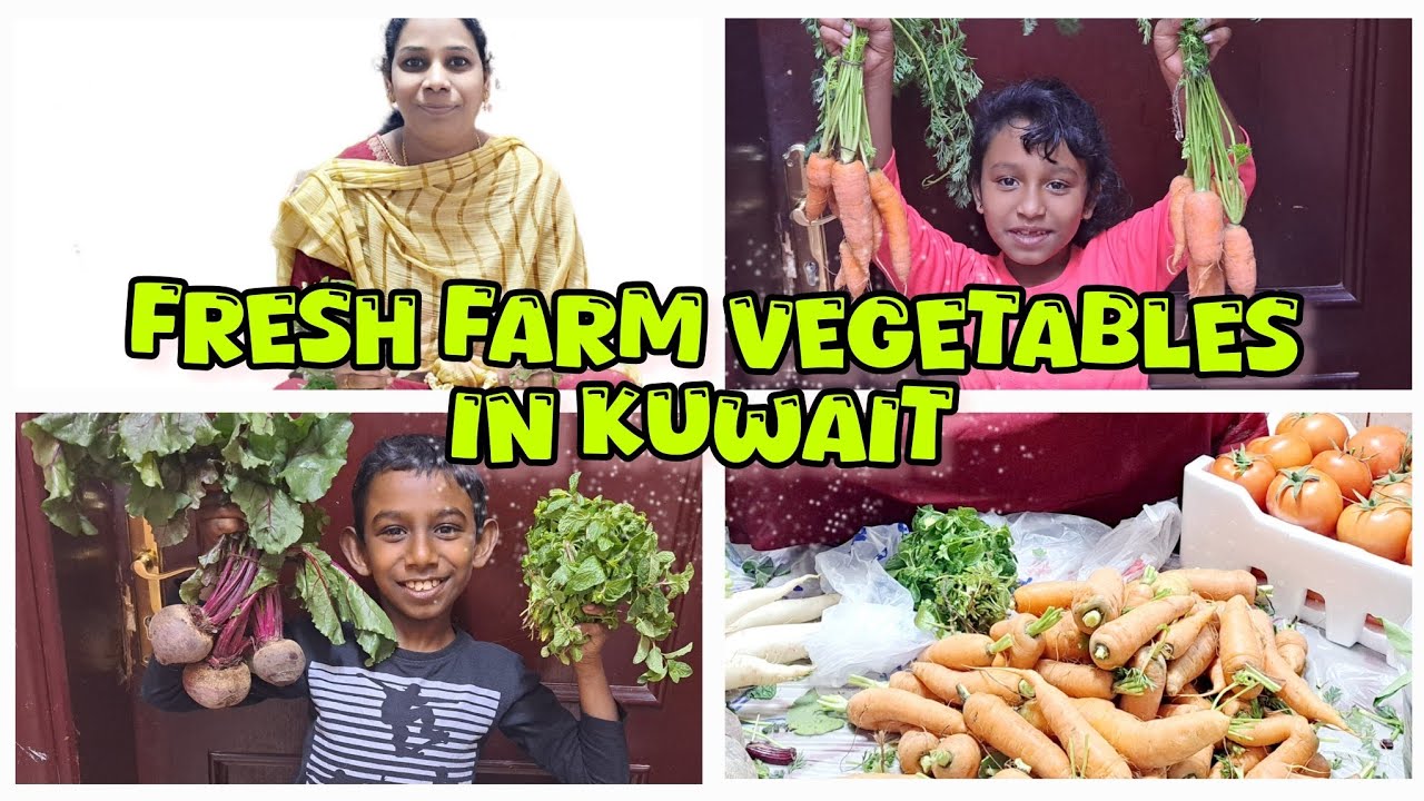 Fresh farm 🚜 vegetables in kuwait 🇰🇼 wafra. - YouTube