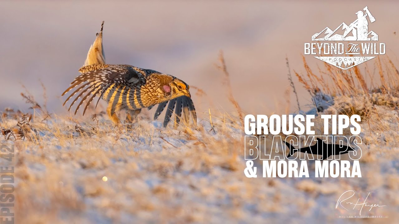 Episode 42: GROUSE TIPS, BLACKTIPS & MORA MORA! - YouTube