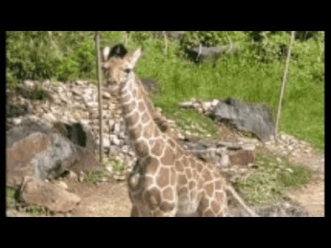 "Cutest Galloping Baby 🦒 Giraffe"First Baby Giraffe Born In Birmingham ...