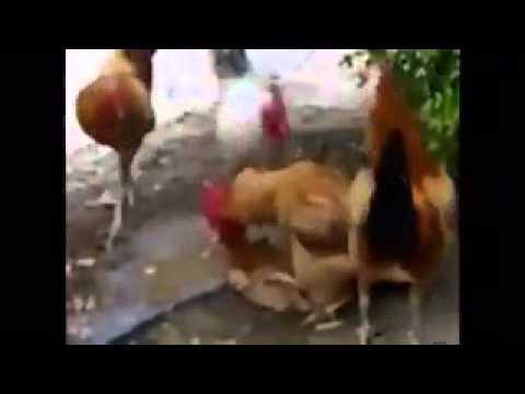 Xoruz toyuqu hinde nanay nay nanay