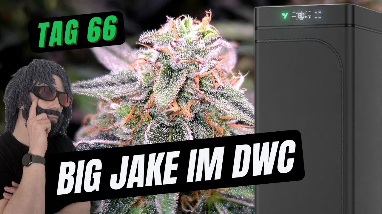 Ist das die perfekte CanG Growbox? | Big Jake Autoflower DWC Grow - YouTube