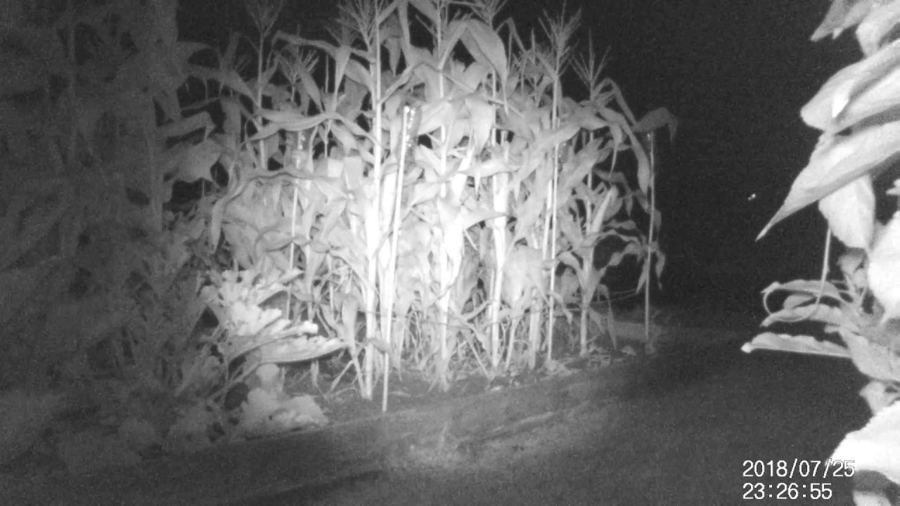 Badger now checking out corn on allotment - YouTube
