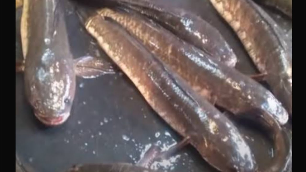 Snakehead Murrel Fish curry and Fish Fry Recipe | Viral meen - YouTube