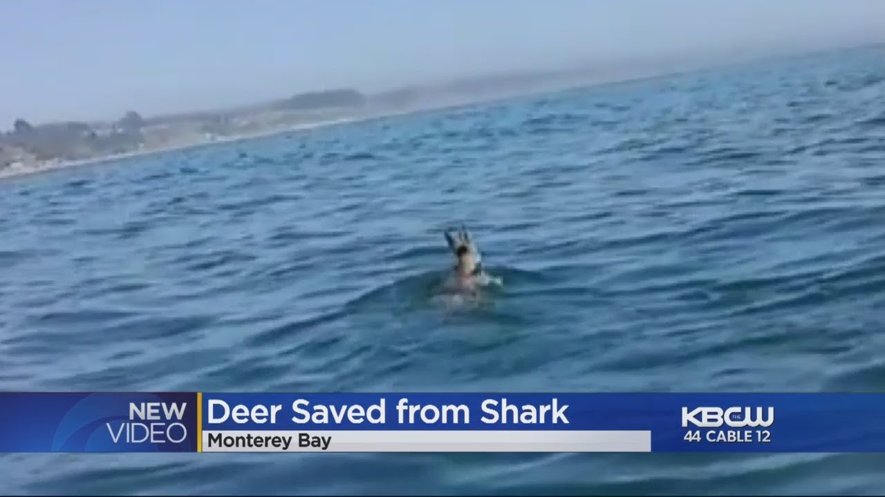 Deer Stranded At Sea Narrowly Escapes A Shark In Monterey Bay - YouTube