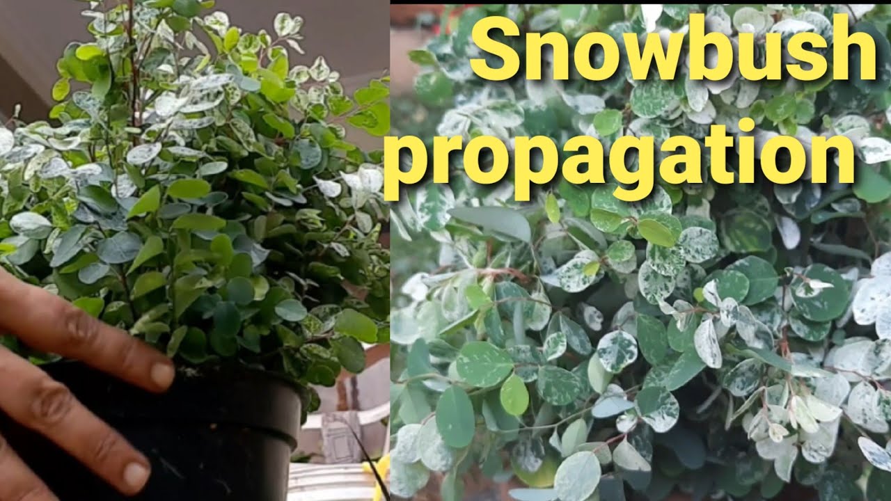 #snowbush plant propagation - YouTube