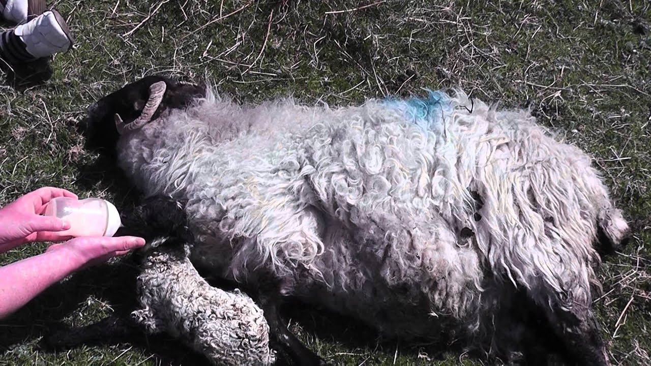 Sad - Lamb rejected by its mum, Part 4 of 4 - YouTube