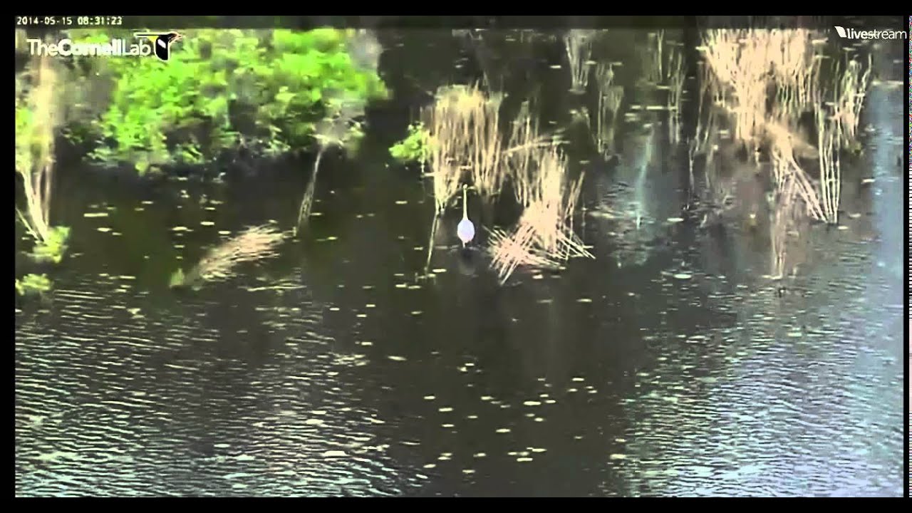Video 2014 05 15 082400 GBH ON POND FLAPS WING IN WIND GST WING PREEN ...