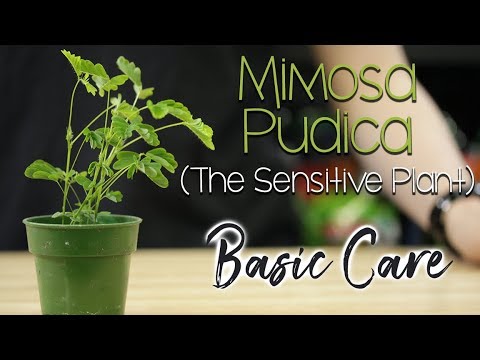 How To Take Care Of Touch Me Not Plant