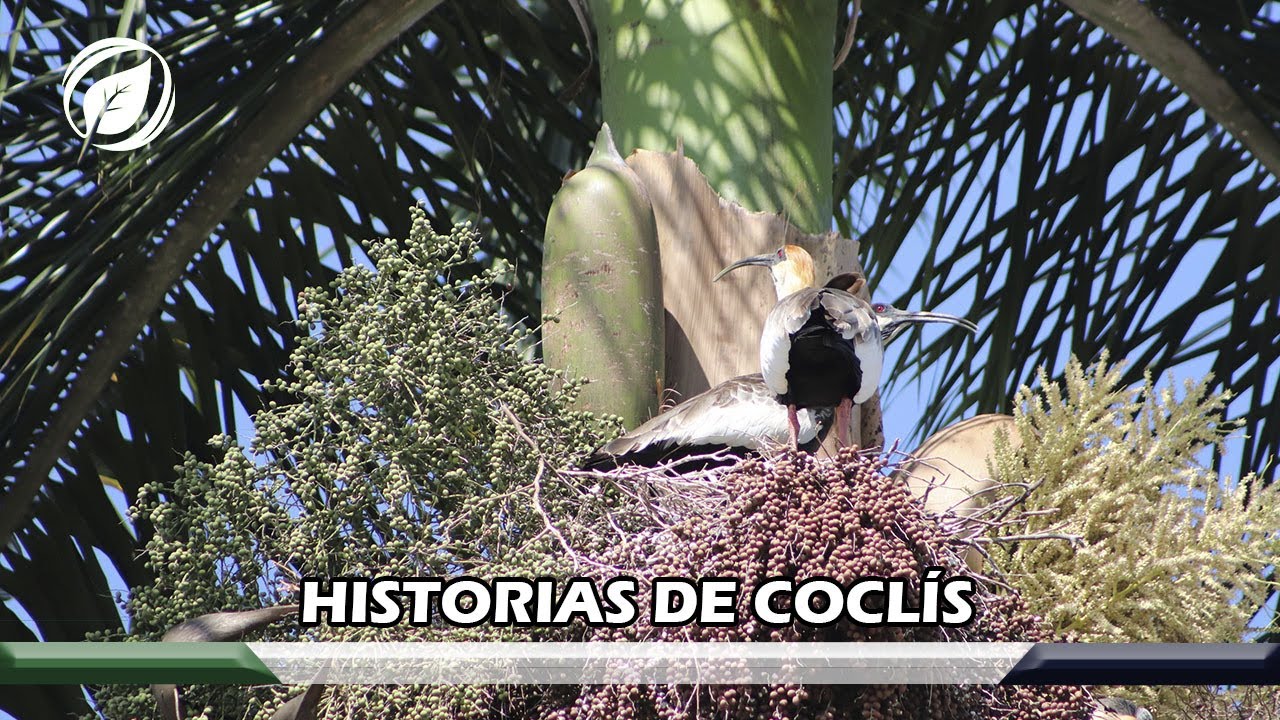 Las curiosidades de los coclis - YouTube