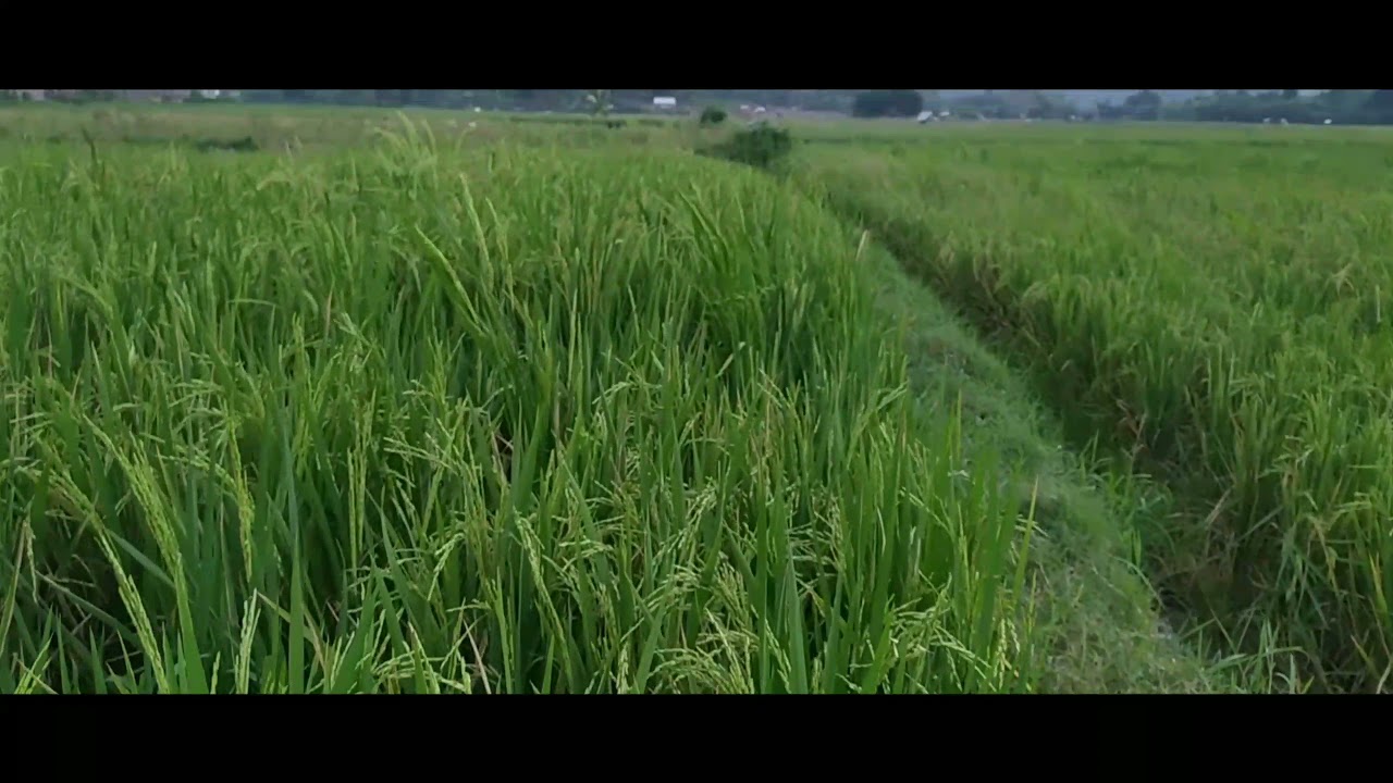 farm cinematic video - YouTube