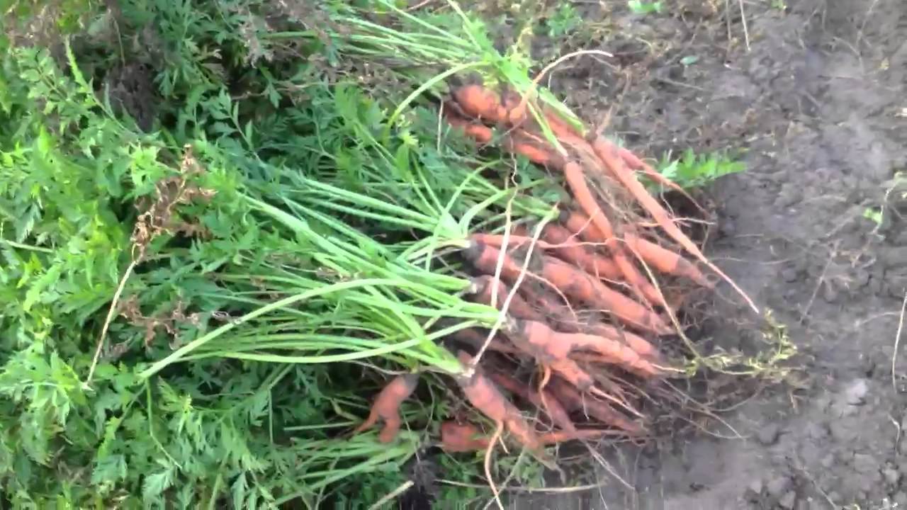 Digging Up Carrots / Garden Update - YouTube